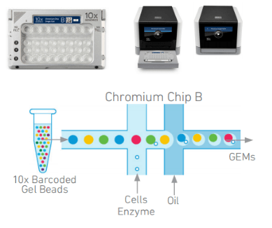10X Genomics技术原理简介及前期样本制备要求_细胞