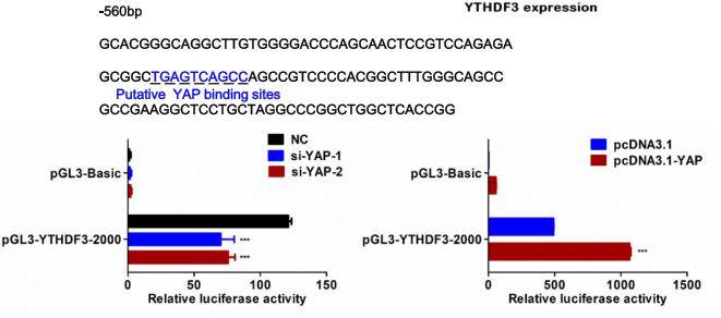 RIP-seq让m6A后期研究威力加倍 | RIP专题_蛋白