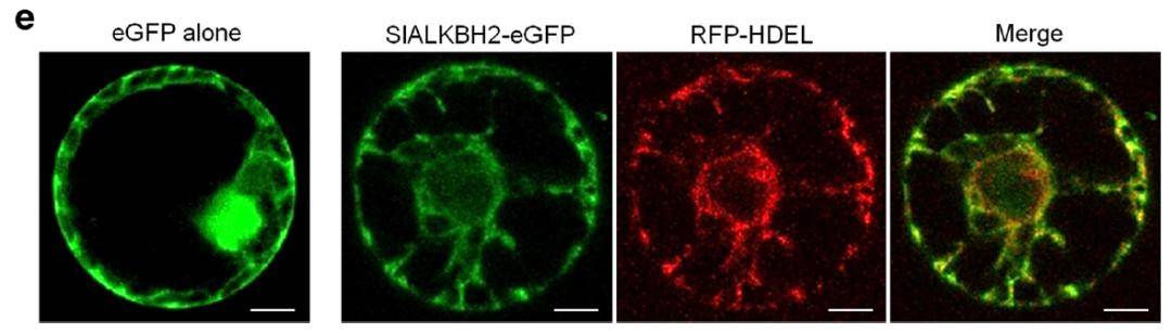 RIP-seq让m6A后期研究威力加倍 | RIP专题_蛋白