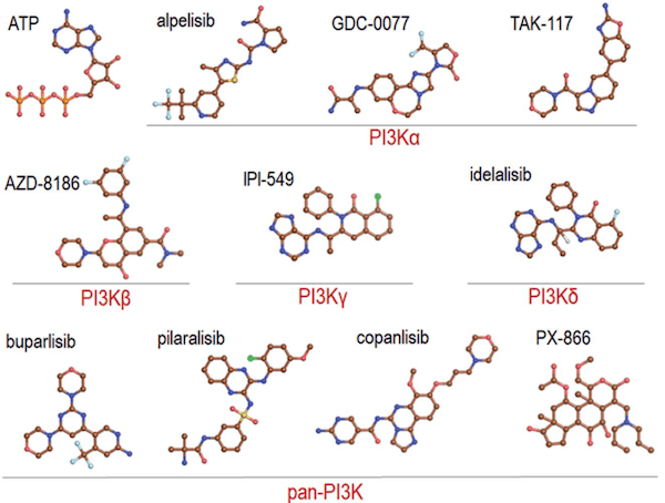 【药化经典】PI3K抑制剂：综述和新的开发策略_亚型