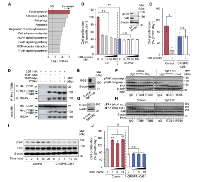 Cell | 单细胞测序发现米色脂肪祖细胞新型标志物—CD81_棕色