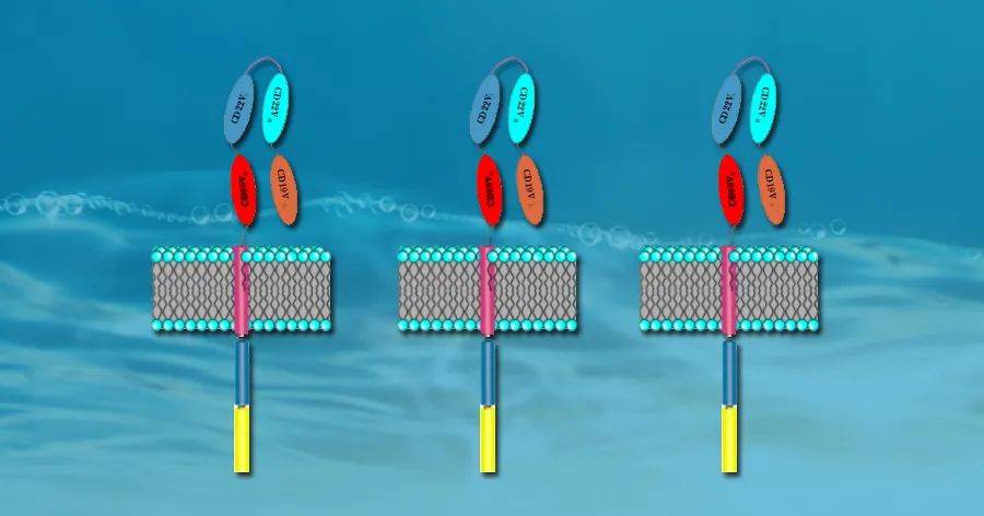 CD19/CD22双靶点CAR-T斩获2021年首张临床批件丨医麦猛爆料_细胞
