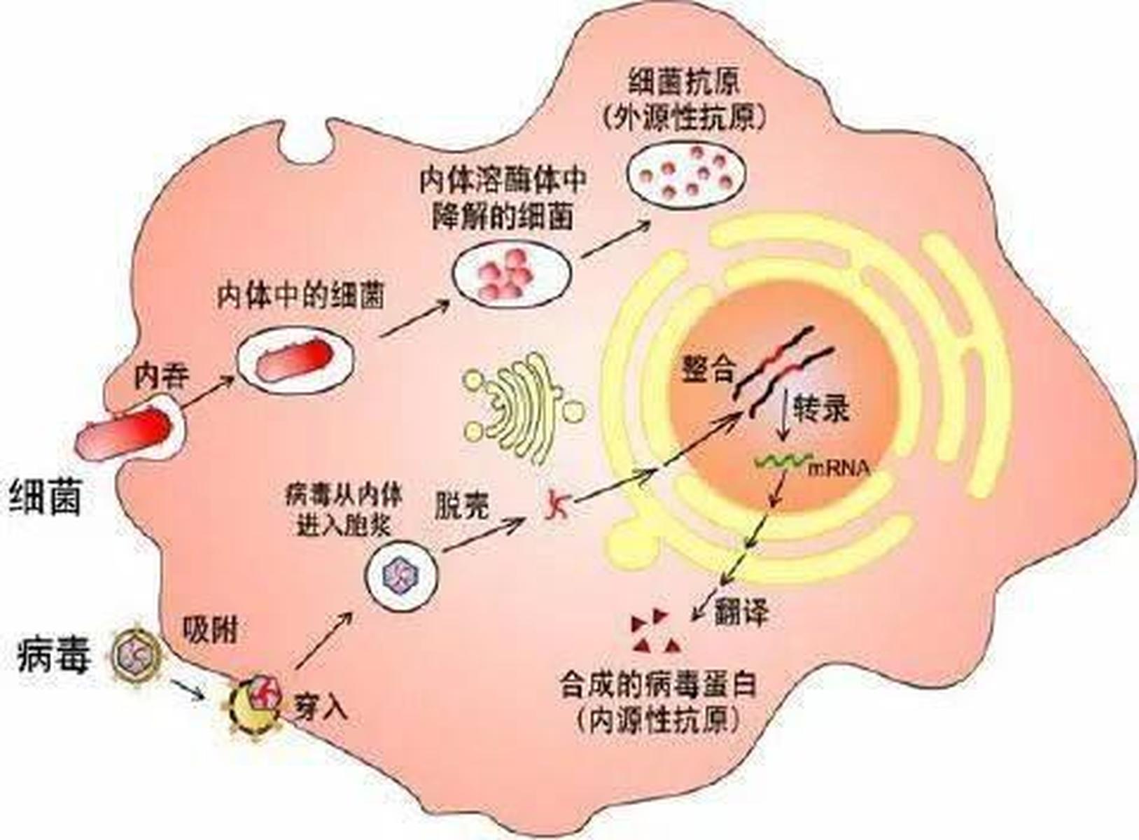 人人学懂免疫学：第十五期