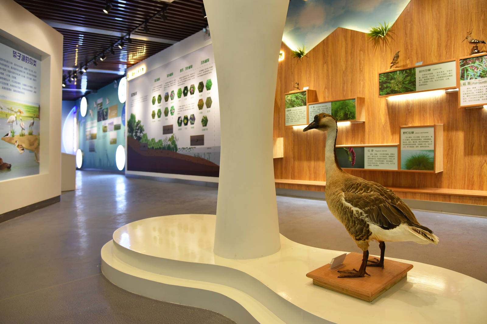 世界环境日，带你走进安徽安庆菜子湖国家湿地公园_保护