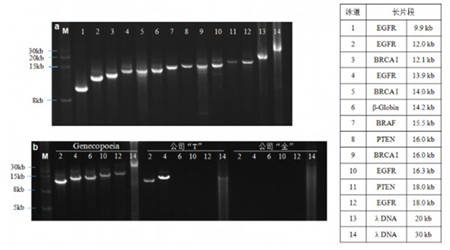 高GC含量PCR_Taq