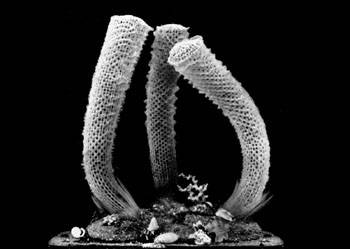 海绵动物门（Spongia）的分类学习【精品 收藏向】_骨针