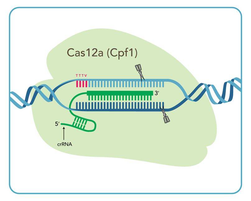 官宣！IDT公司与泽平科技达成战略合作，CRISPR基因组编辑系统了解一下！_crRNA