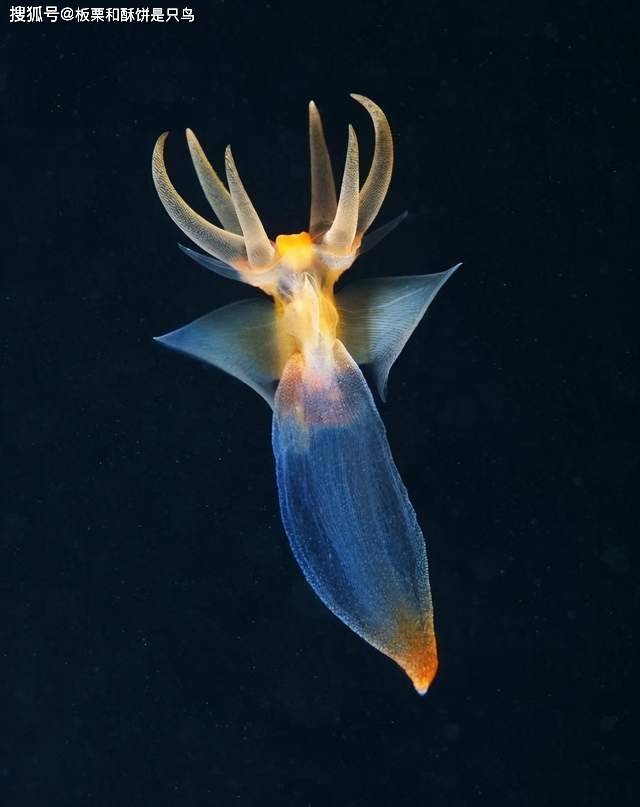 海天使：生活在极地，透明的身体长有翅膀，被人们视为好运的象征_海域