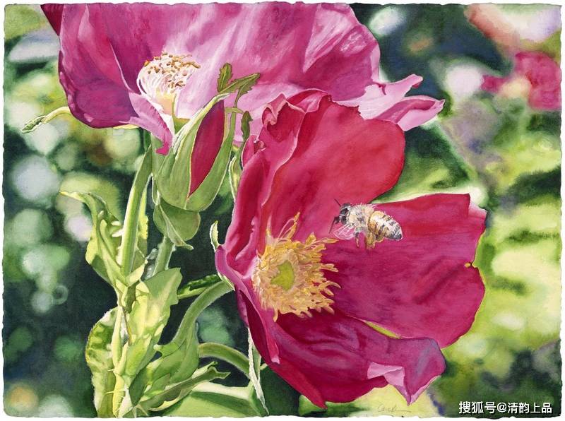 美国画家Cara Brown水彩画作品选集-搜狐大视野-搜狐新闻