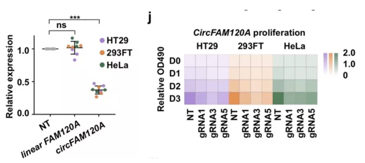 Nature Methods：刊发全新的circRNA的下调方法_CRISPR-Cas