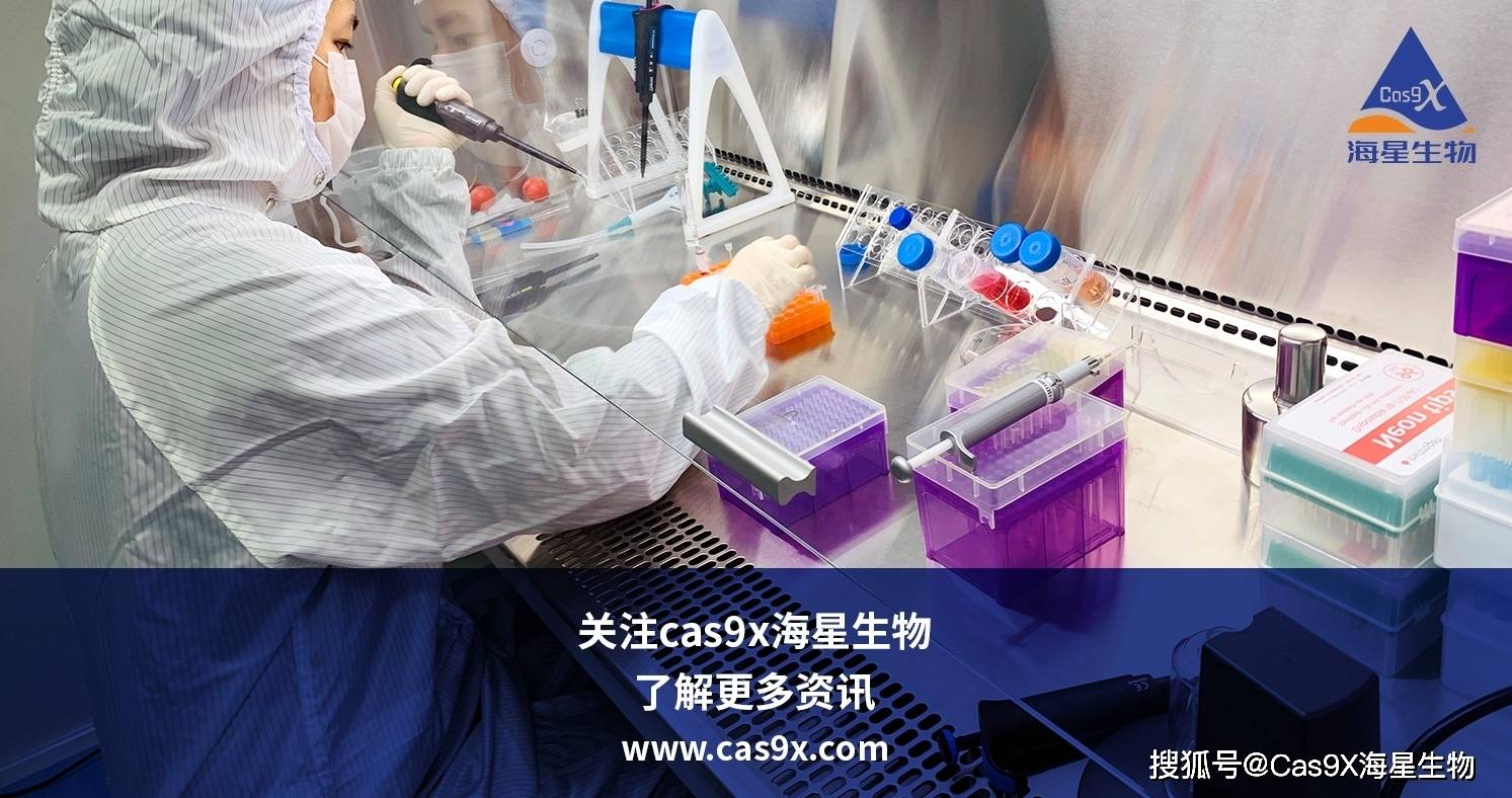 mRNA异常剪接体外验证实验—Minigene splicing assay_pre-mRNA