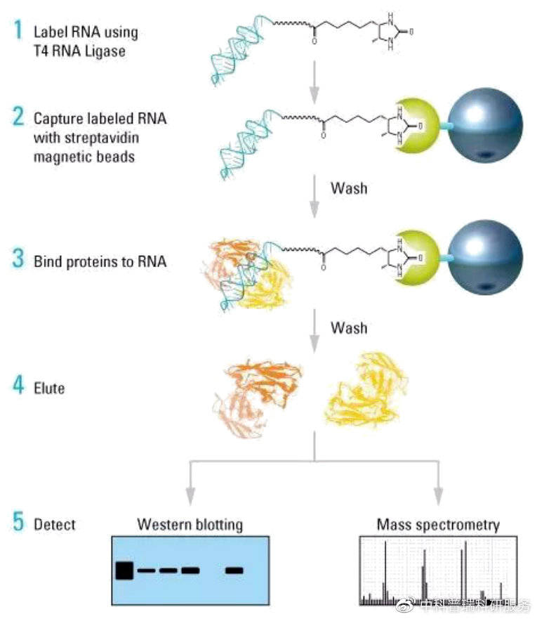 机制研究好帮手之RIP-seq、RNA pull down篇（下）_lncRNA
