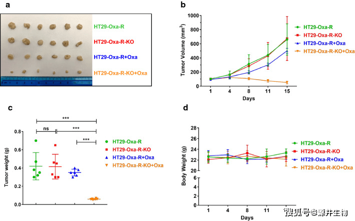 基因编辑HT-29细胞，也能把结直肠癌研究出花来！源井生物_Jinming