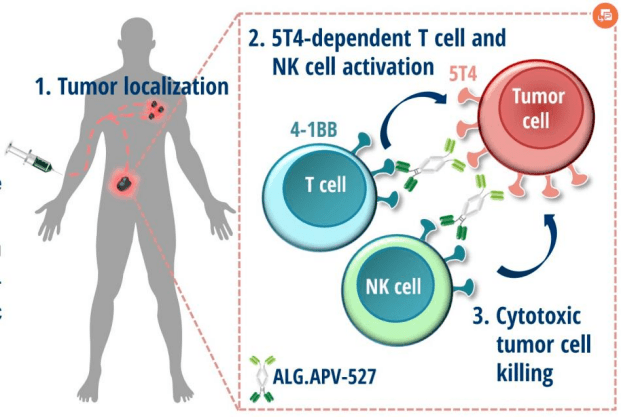 研究报告 | 5T4靶点在研现状_细胞