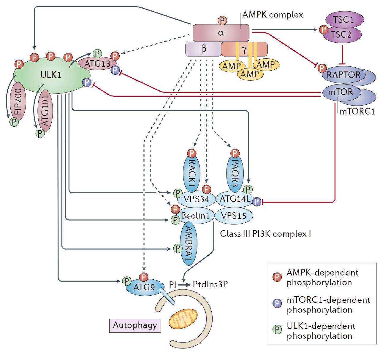 【图说】AMPK及其信号通路的功能_亚基