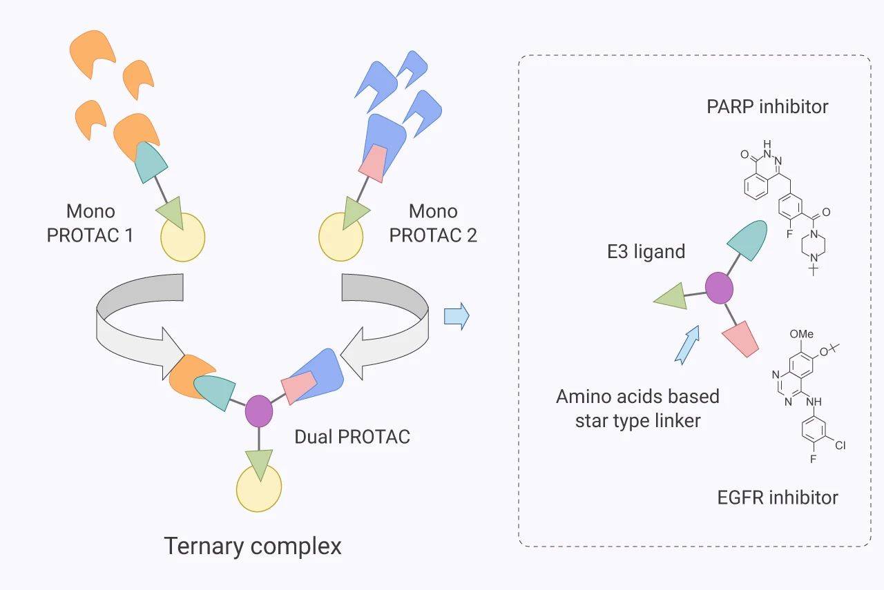 PROTAC——小分子化合物 | MedChemExpress_蛋白