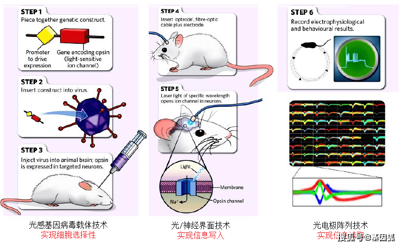 经验分享：光遗传学（Optogenetics）基本概念简介_细胞