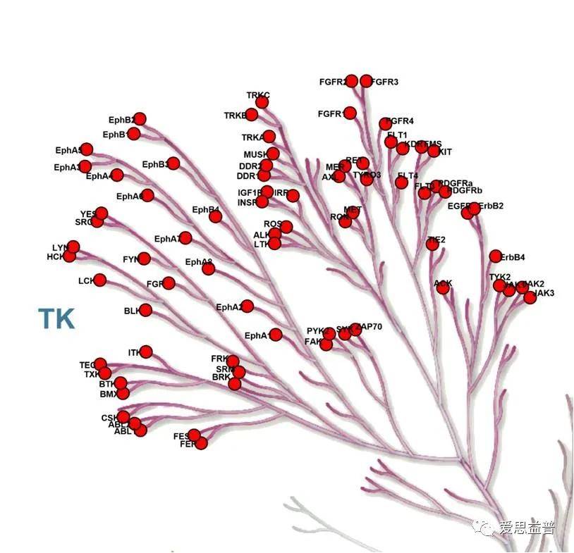 44安全性靶点|44安全性靶点服务|激酶谱服务|膜片钳服务|自动膜片钳服务_检测