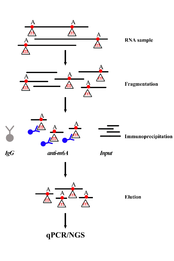 GenSeq MeRIP试剂盒再升级，助力多篇高分m6A文献发表！_流程