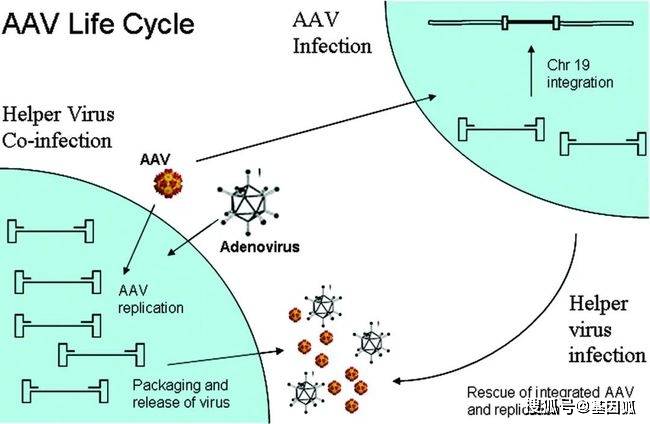 经验分享：重组腺相关病毒载体（rAAV）介绍_基因组_Rep_细胞