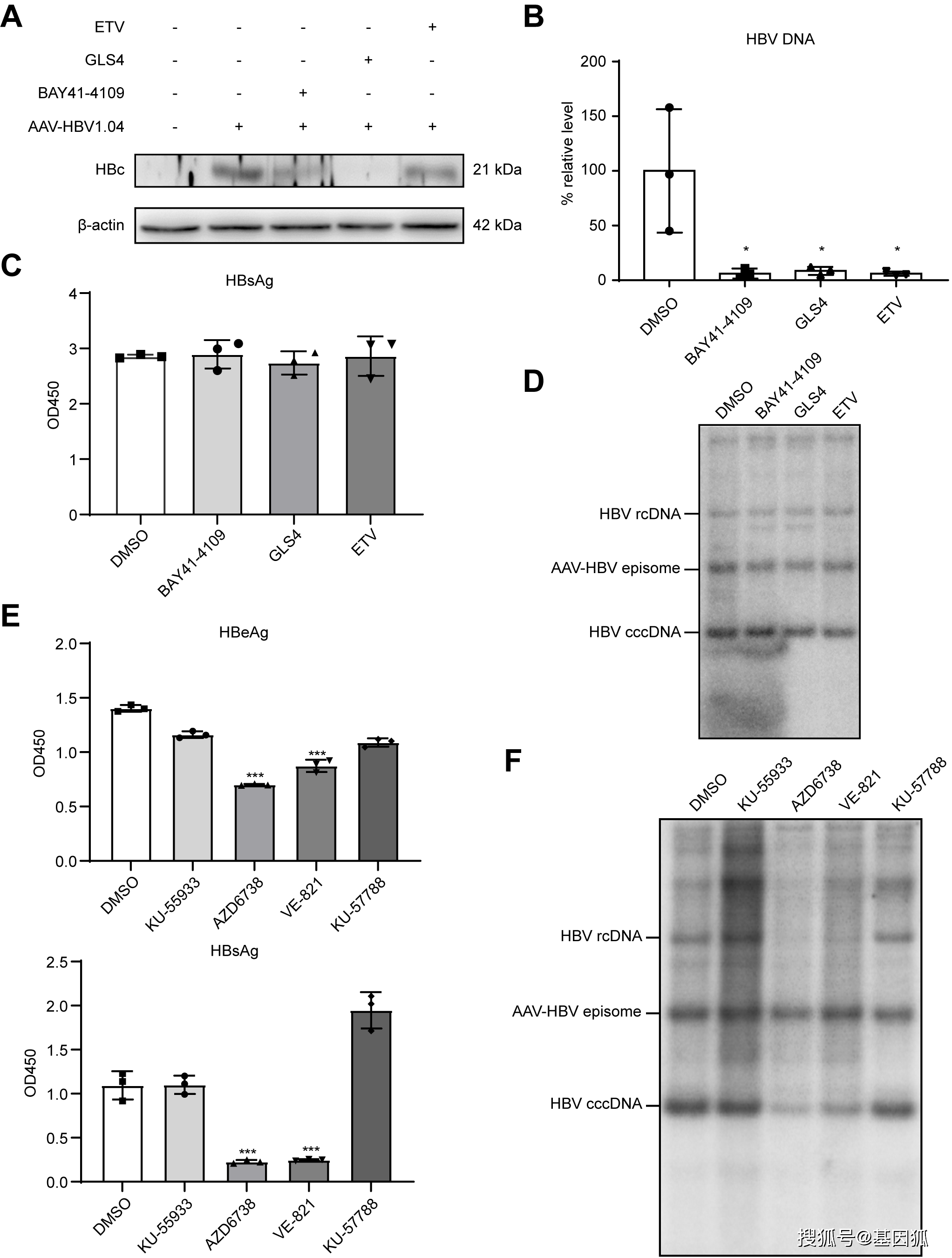 学术前沿：病毒学国家重点实验室夏宇尘研究组建立新型乙肝病毒cccDNA小鼠模型_载体_cccDNA_病毒学