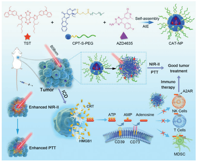恒光讲堂｜动态调节AIE分子非辐射和辐射衰减以实现光热治疗和免疫治疗_纳米_颗粒_癌细胞