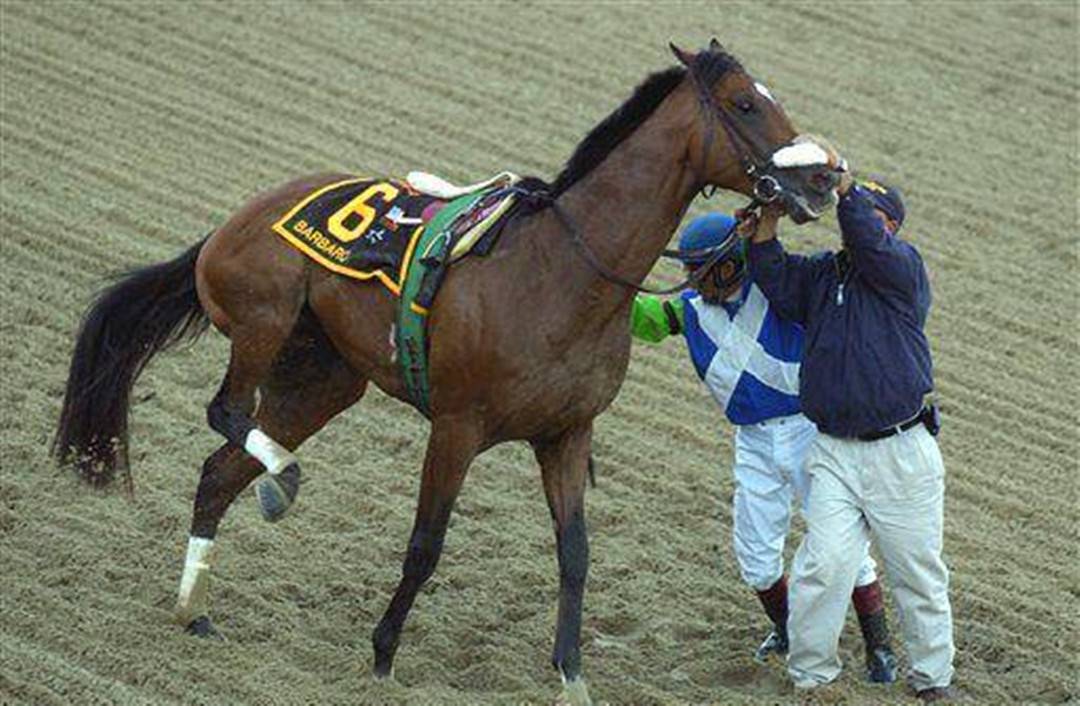 有种家畜断了腿就必须死，为何不给它治疗？实际三条腿活得更痛苦_马蹄_马匹_马类