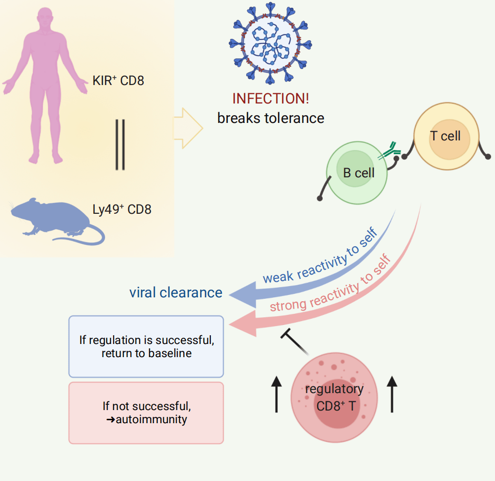 Science｜黎静等发现并鉴定人体内具有调节功能的CD8+T细胞亚群_are_cells_机制