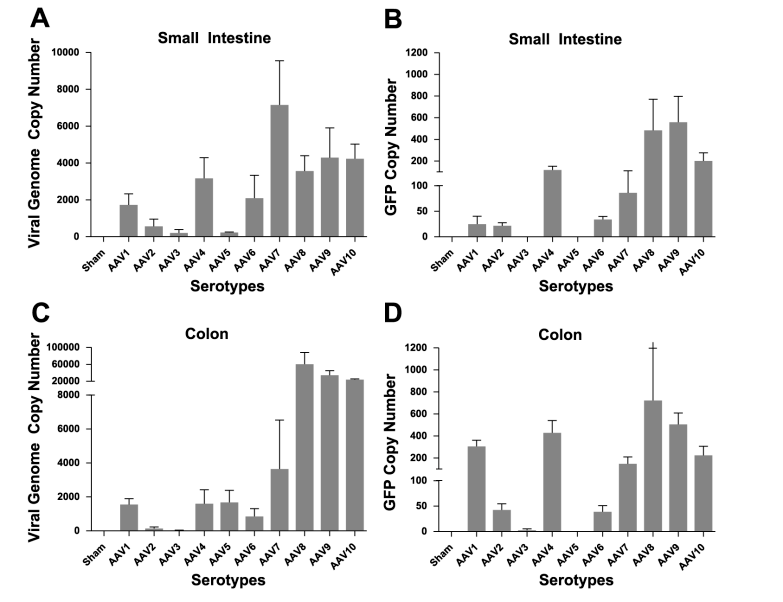 【维真生物-wzbio】消化系统AAV血清型的选择_肝脏_效率_肠道