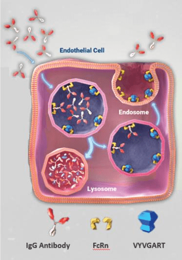 海外观察：深耕抗体工程的argenx，造就全球首款FcRn单抗_疾病_免疫_治疗