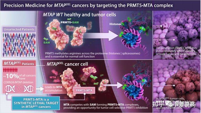 挑战DDR靶点之PRMT5|靶点筛选|安全靶点筛选|酶学检测|药物研发服务_合成_临床_基因
