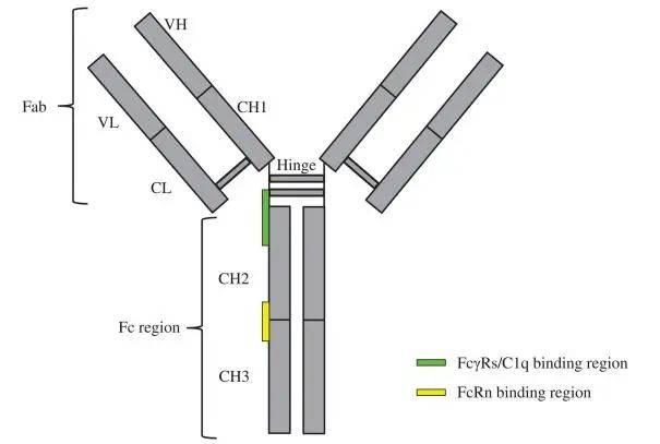 抗体工程改造研究 ∣ 盘一盘 FcRn“新生儿”Fc受体_药物_淋巴细胞_结构