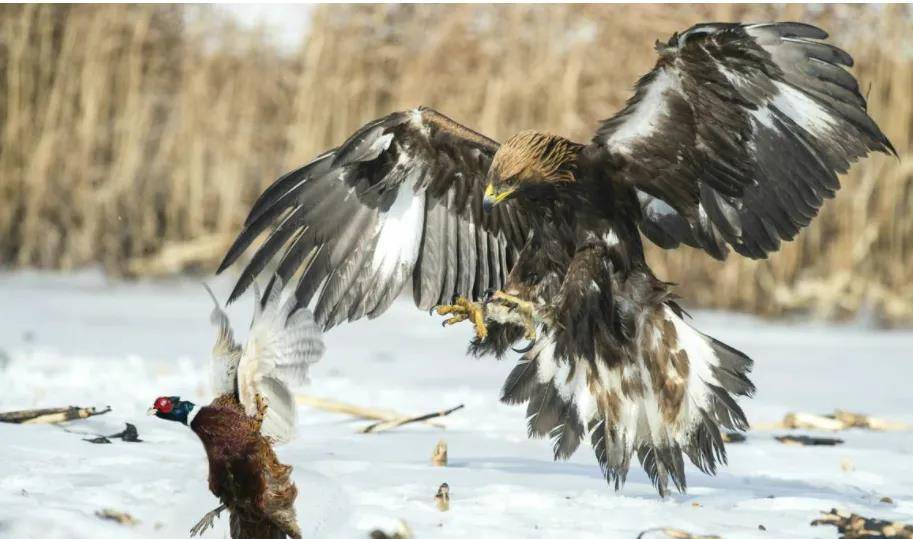 黑龙江男子放羊发现金雕，为何引起全民轰动，金雕很稀有吗？_猎物_食物链_数量