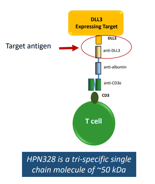 三特异性抗体研发现状_细胞_疗法_位点