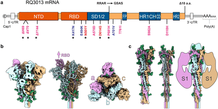 国内企业持续发力，mRNA疫苗临床研究又有新进展_沃森_实验_蛋白