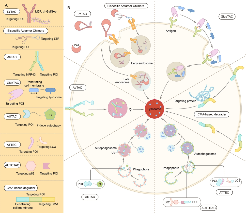 硬核梳理|一文教你区分PROTAC，LYTAC，AUTAC....._蛋白_技术_抗体