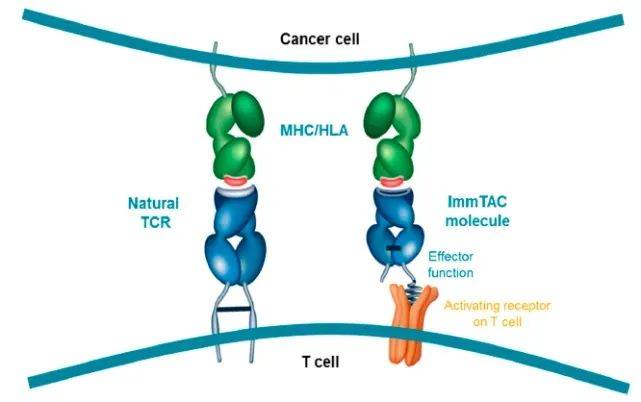 里程碑！首个TCR-T细胞疗法获FDA批准上市，成实体瘤治疗的热点！_试验_患者_癌症