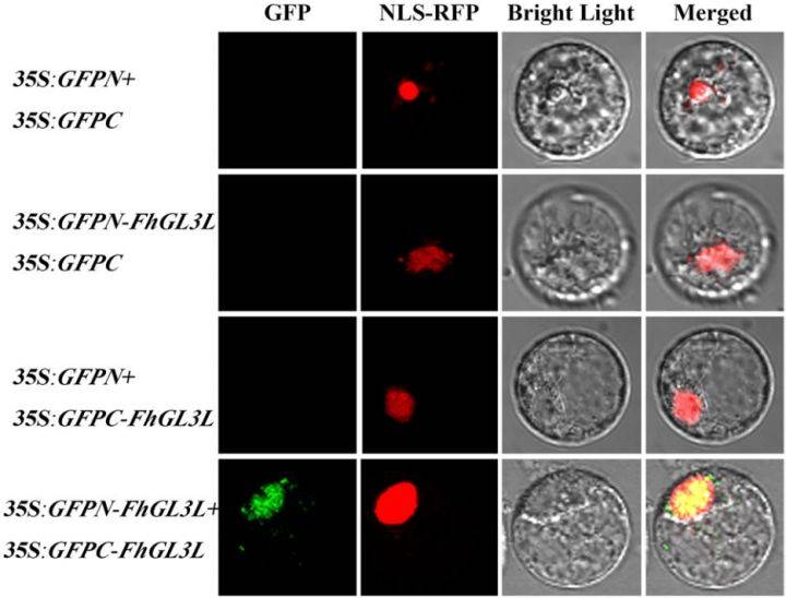没有转化体系的物种，如何研究其基因功能？（二）_PpbHLH_植物_细胞