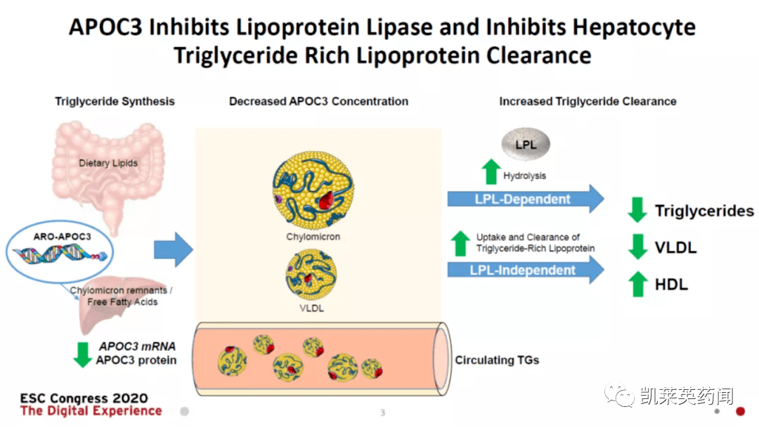 聚焦药靶：新药发展第三次浪潮——小核酸药物的最新研究进展_疾病基因_miRNA_细胞质