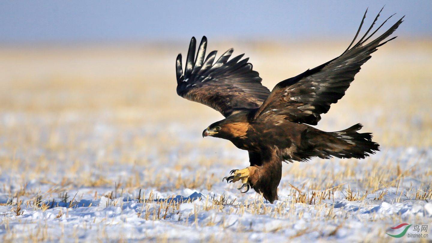 雪豹复仇记｜金雕抢劫了雪豹的猎物，雪豹暗中偷吃金雕的雕儿_小羊_岩羊_悬崖