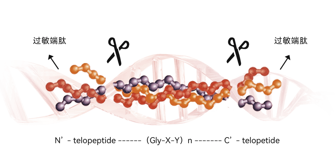 双美胶原蛋白的来源——猪胶原起史_Zyderm_动物_技术