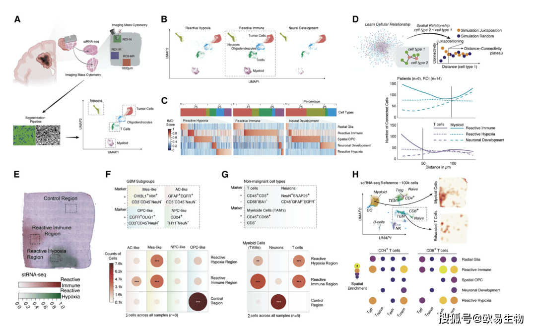 肿瘤学一区顶刊：空间多组学技术破译胶质母细胞瘤中的肿瘤_研究_患者_区域