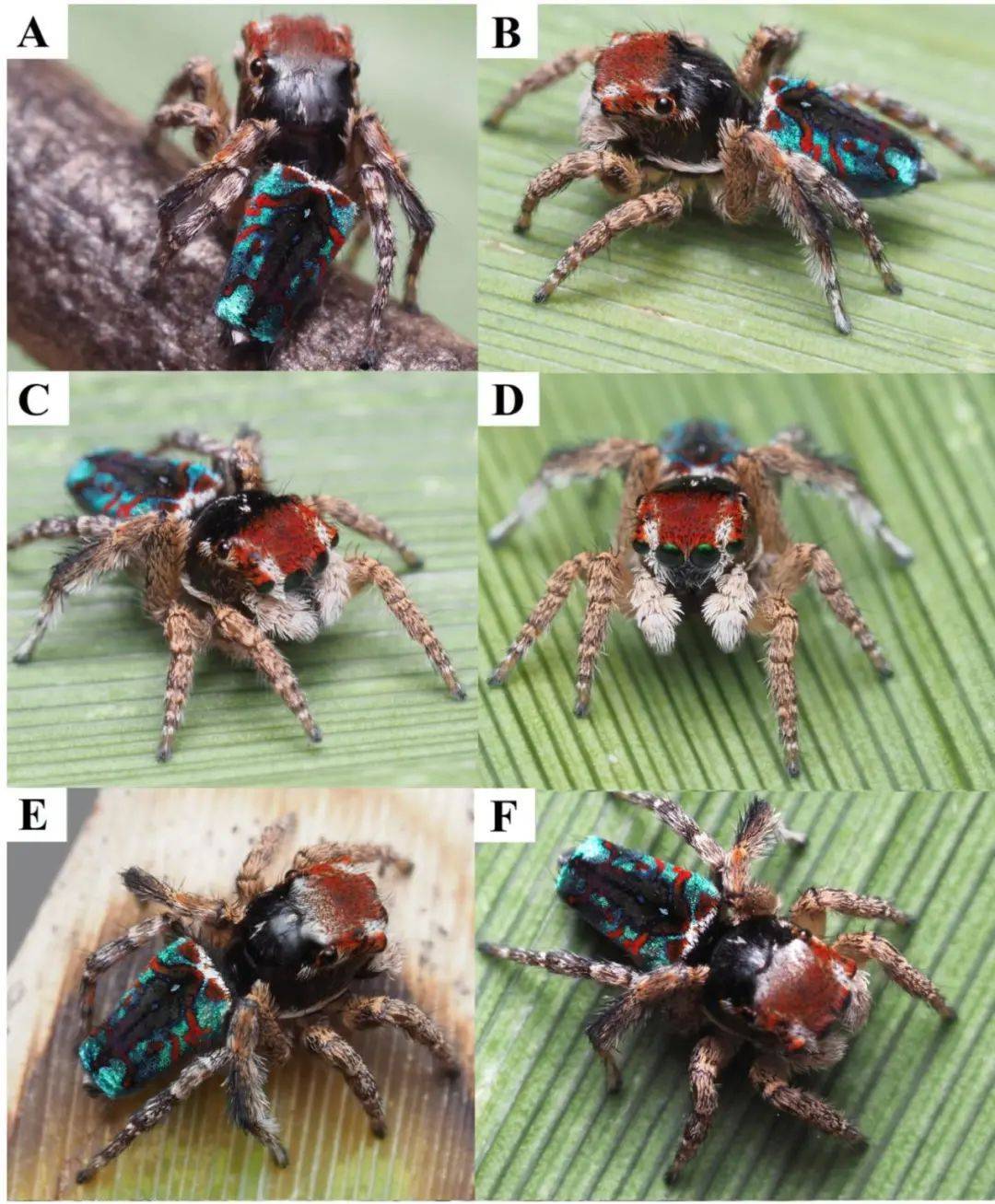 2022年，人类发现了哪些新动物？｜奇怪的动物知识_海马_Ana_侏儒