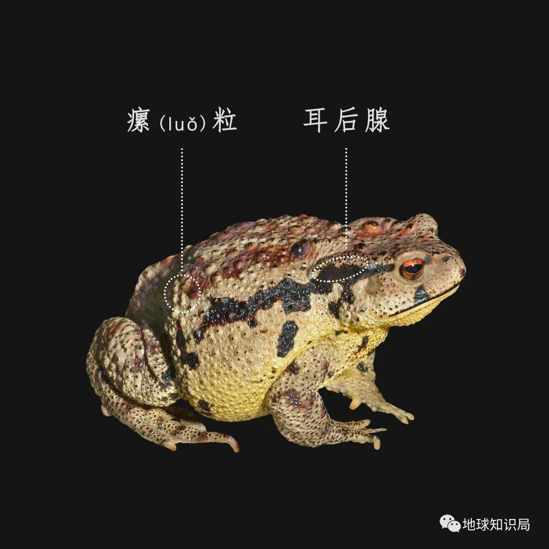 尖锐湿疣,不只是长菜花 地球知识局疾病生殖器蟾蜍