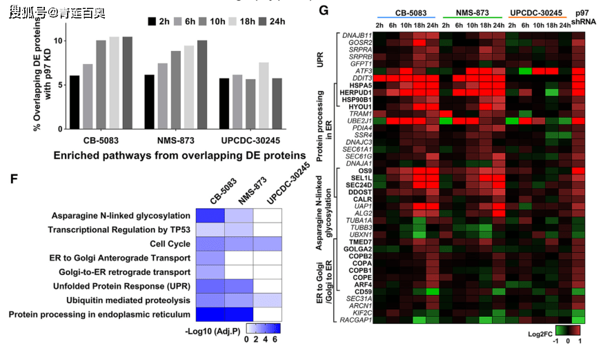 蛋白质组学揭示p97/VCP抑制剂作用机制_手机搜狐网