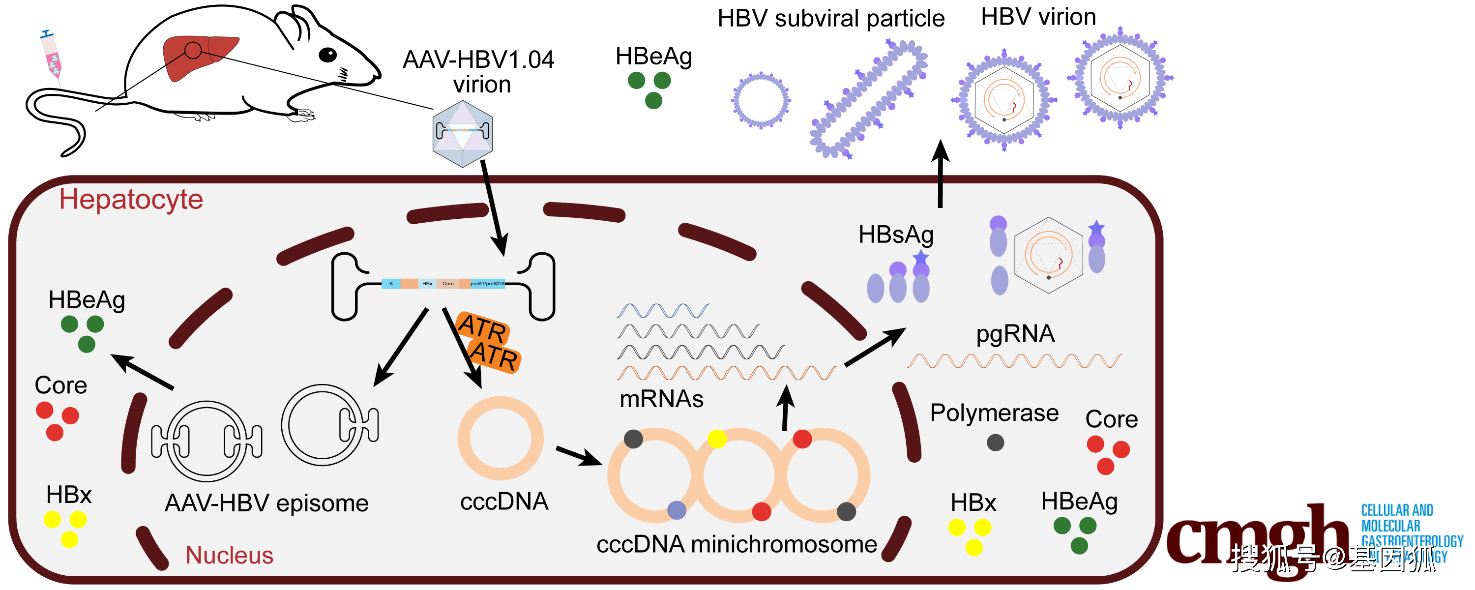 学术前沿：我国研究团队利用AAV载体建立新型乙肝病毒cccDNA小鼠模型_检测_实验