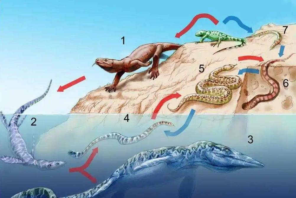 1亿年前，蛇的祖先独立进化26次，只为失去双腿，为何要这么做？_恐龙_生物_地球