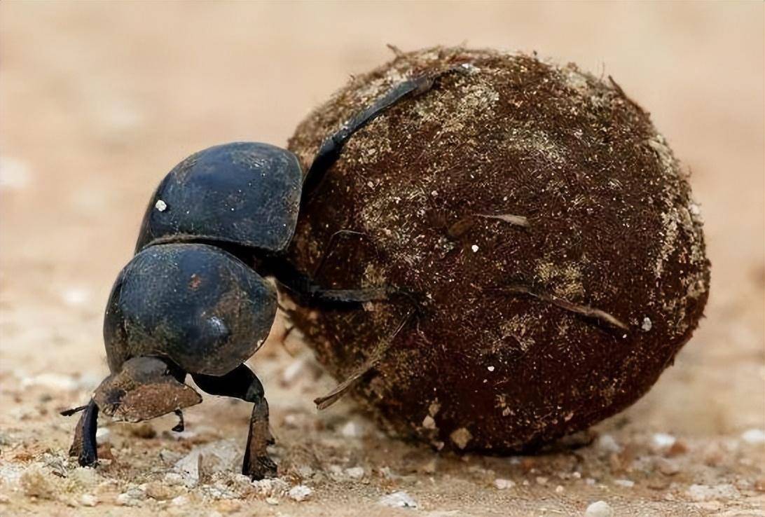 中国屎壳郎，拯救澳大利亚_粪便_粪球_牛粪