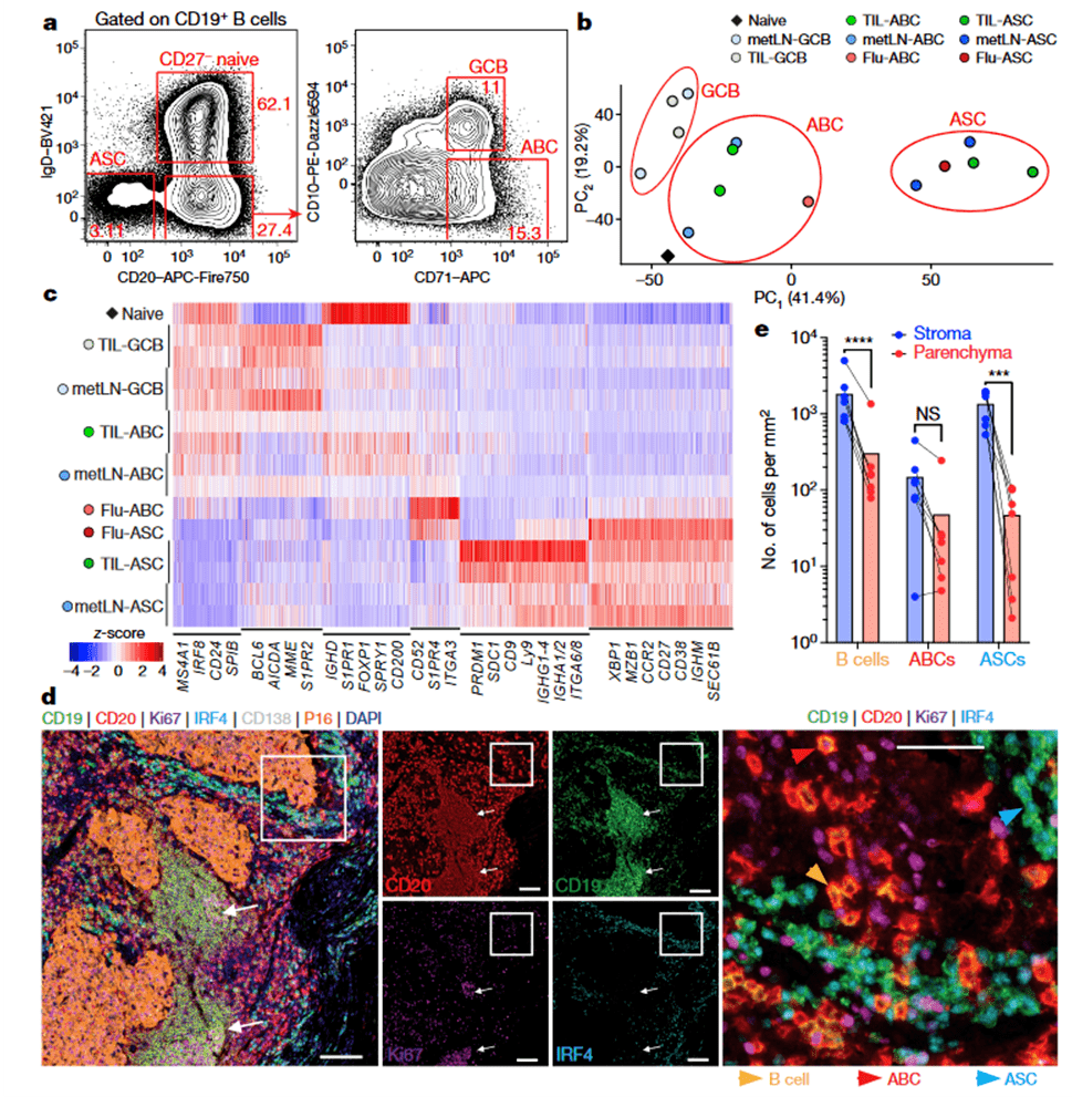 经典案例合集|头颈癌肿瘤微环境研究不可错过这八篇！_EphB_细胞_免疫