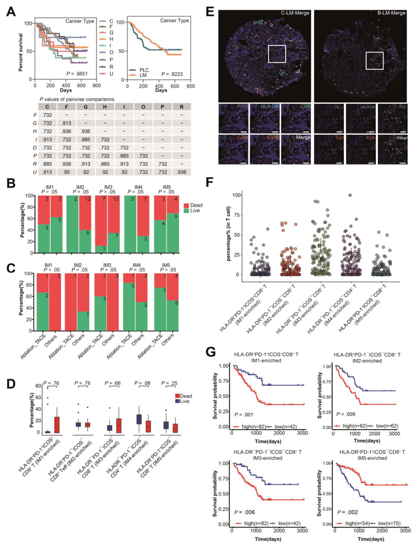 Gastroenterology (IF=34) | 应用多组学方法解密肝转移免疫微环境_研究_细胞_肿瘤